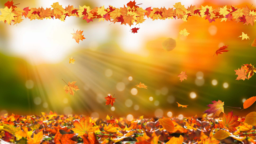 Autumn BOGO – Bisoulovely